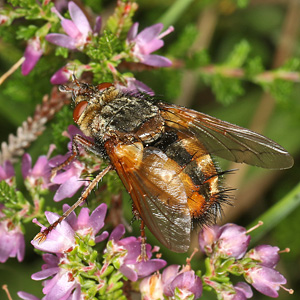 Zweiflügler (Diptera): Fliegen: Raupenfliegen (Tachinidae)