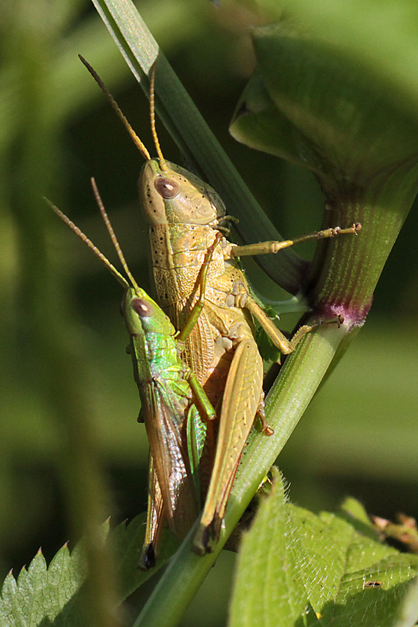 Tier und Natur: Heuschrecken (Orthoptera)