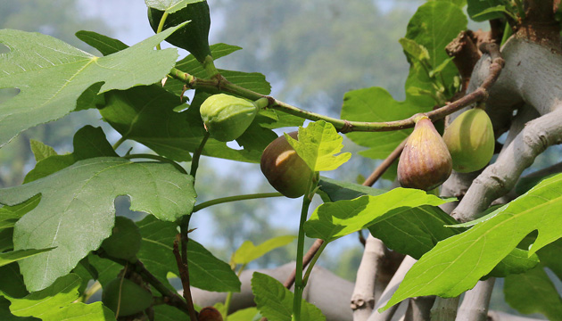Blütenpflanzen: Moraceae - Maulbeergewächse