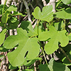 Blütenpflanzen: Moraceae - Maulbeergewächse