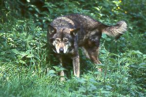 Tier und Natur: Wolf (Canis lupus)