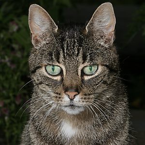 Tier und Natur: Hauskatzen und Artenschutz