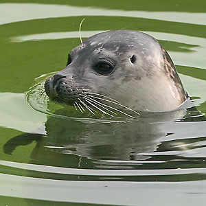 Tier und Natur: Seehund (Phoca vitulina)