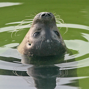 Tier und Natur: Seehund (Phoca vitulina)