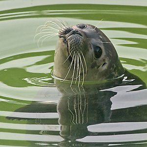 Tier und Natur: Seehund (Phoca vitulina)