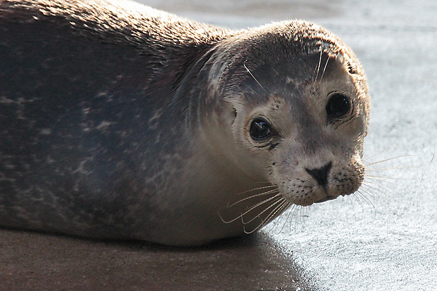 Tier und Natur: Seehund (Phoca vitulina)