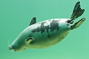 Tier und Natur: Seehund (Phoca vitulina)