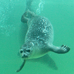 Tier und Natur: Seehund (Phoca vitulina)